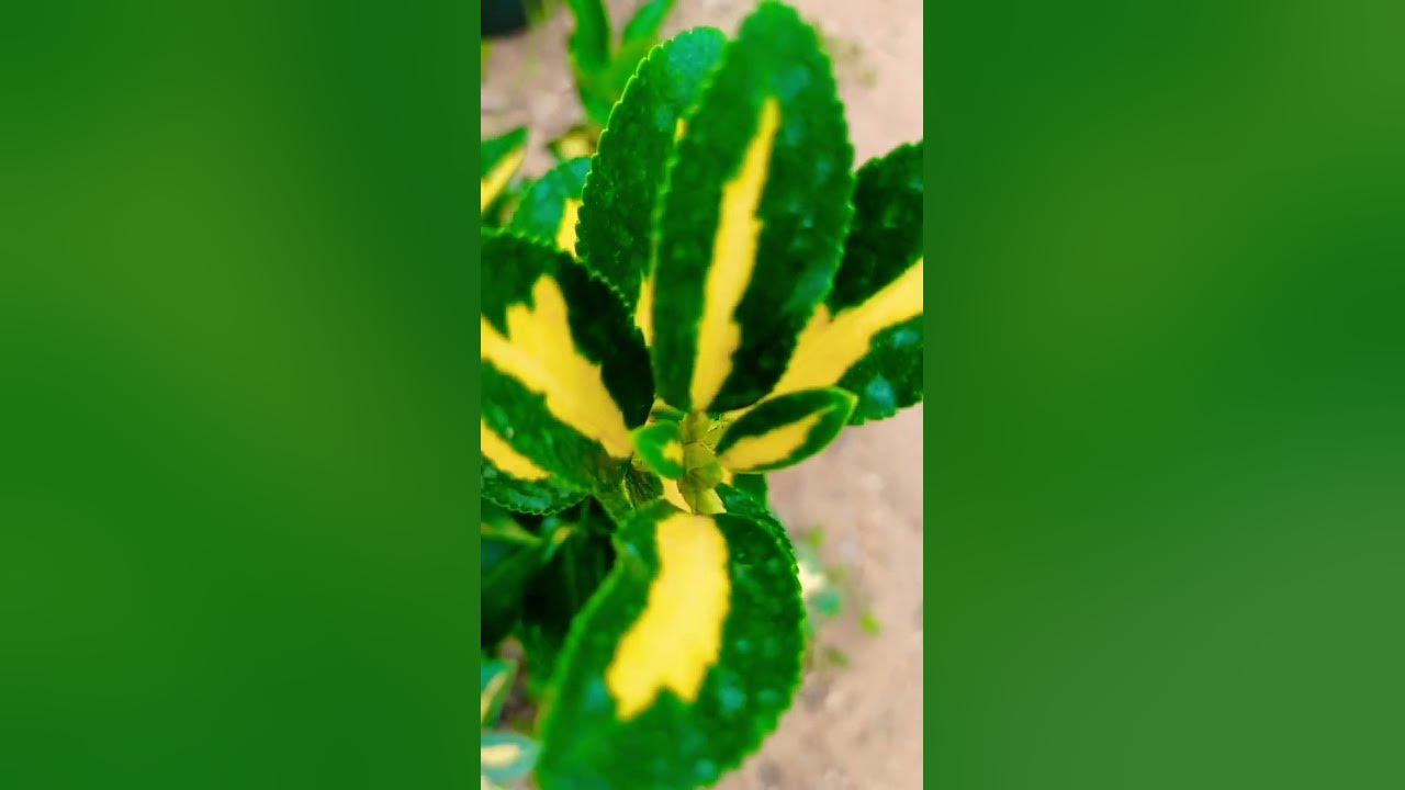 نبات الشفليرا صبار الشمس Youtube