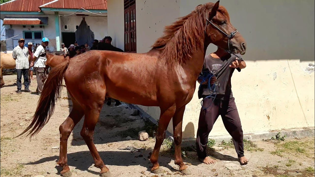 THE ARRIVAL OF THE BIG STALL HORSE, LET ME ASK HOW MUCH IT COSTS - YouTube