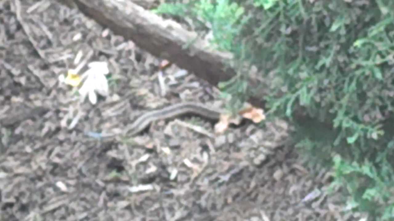 Snake too close - YouTube