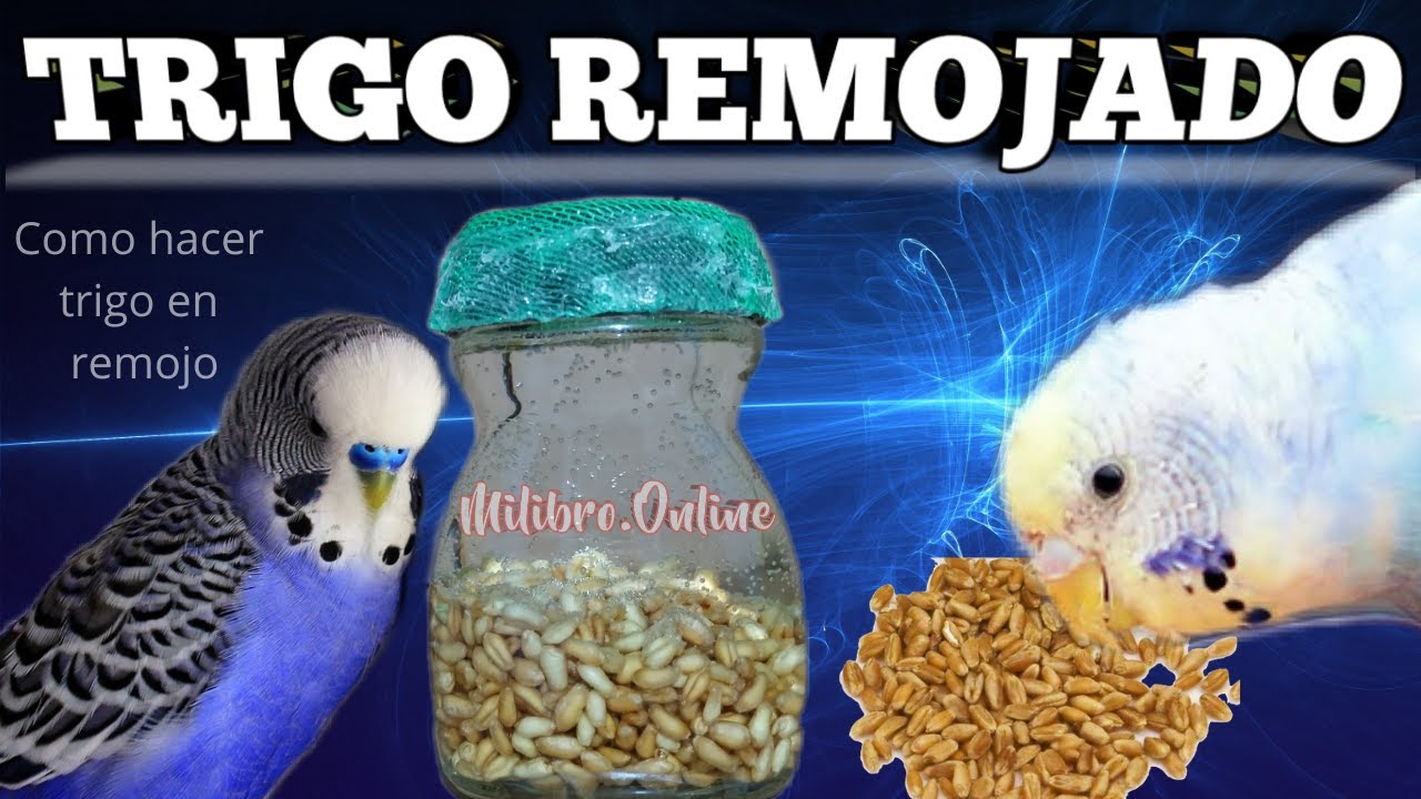 Como Hacer Trigo Remojado Para Tus Aves 🦜 - YouTube