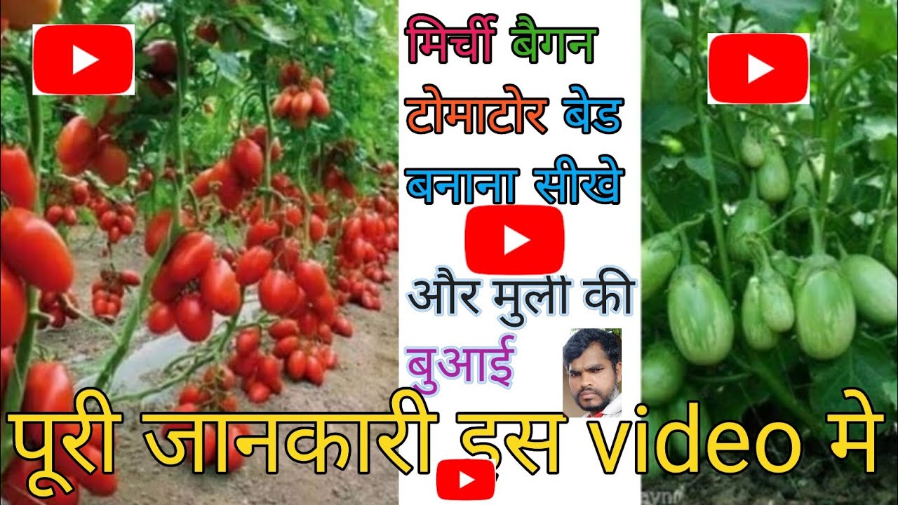 मिर्ची बैगन टोमेटर की बेड बनाना सीखे और मूली की बुआई kheti badi ki Puri ...