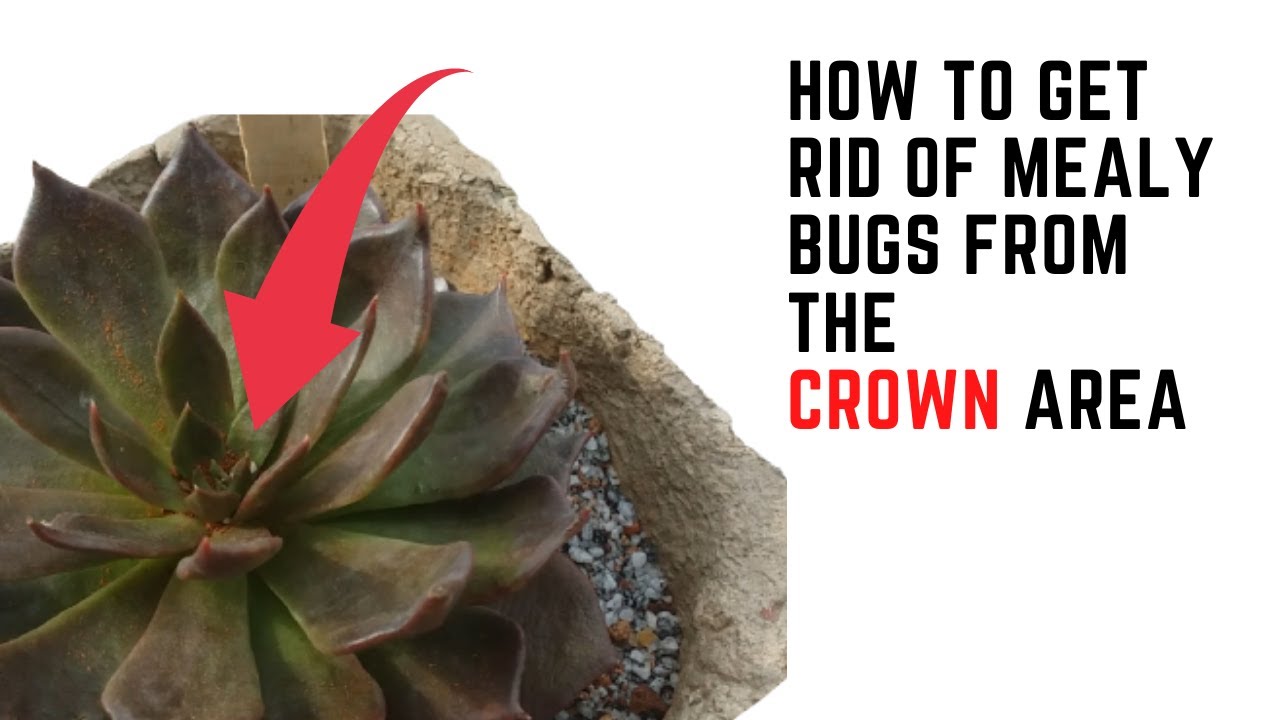 || HOW TO GET RID OF MEALY BUGS FROM THE CROWN AREA || - YouTube
