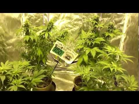 Norcal Weed Report Episode 1