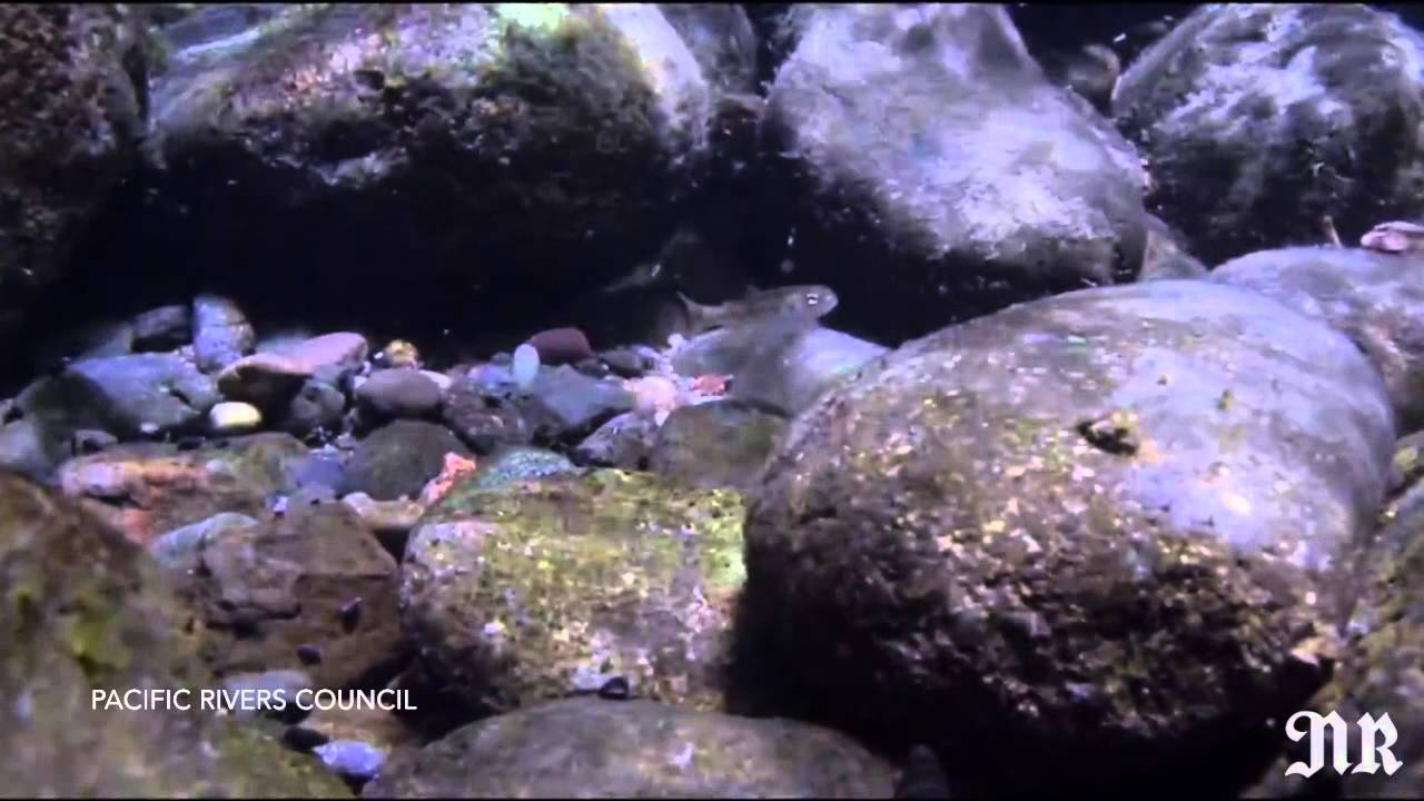Counting salmon to save salmon with Charley Dewberry - YouTube