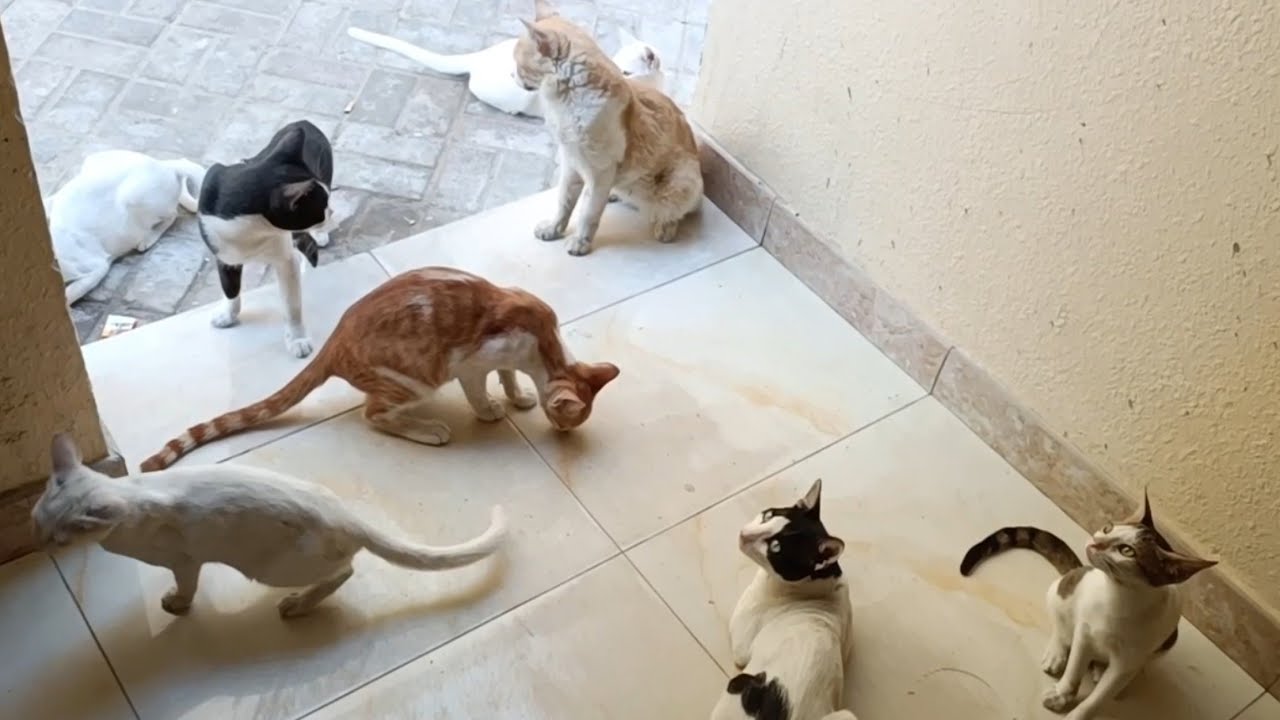 Stray Cats Crying,Jumping,Fighting for Food | Cute Cats Compilation ...