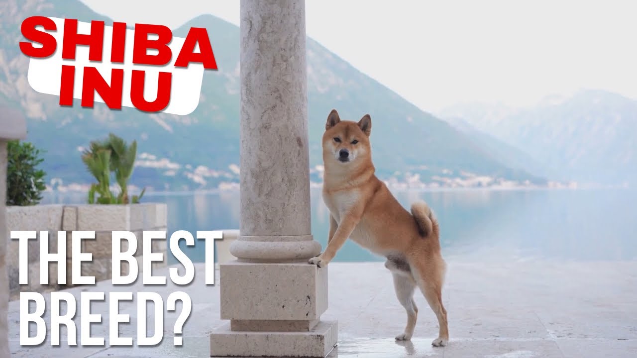 Shiba Inu - THE COOLEST DOG ON THE PLANET ? - YouTube