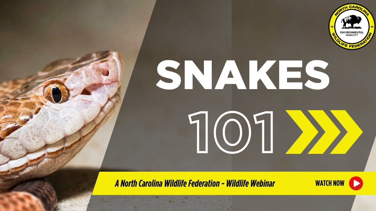 Snakes 101 - North Carolina Wildlife Federation - YouTube