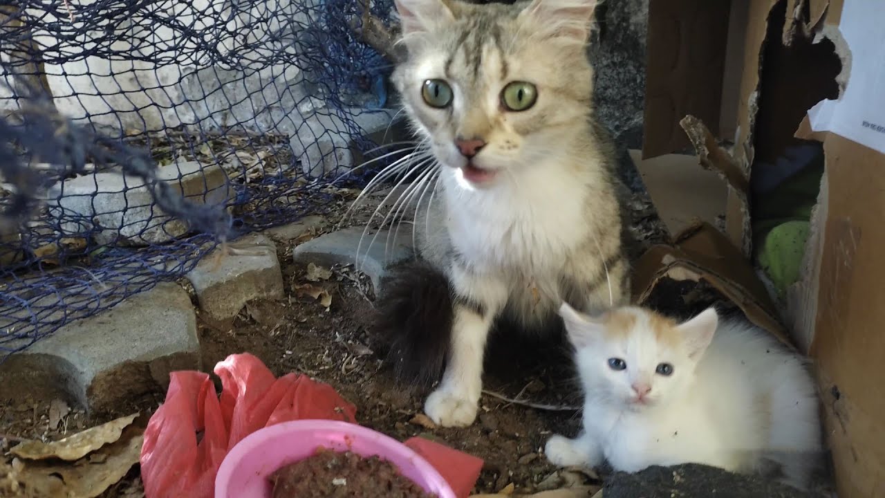 Abandoned poor mother cat and her 4 kittens are new on streets. - YouTube