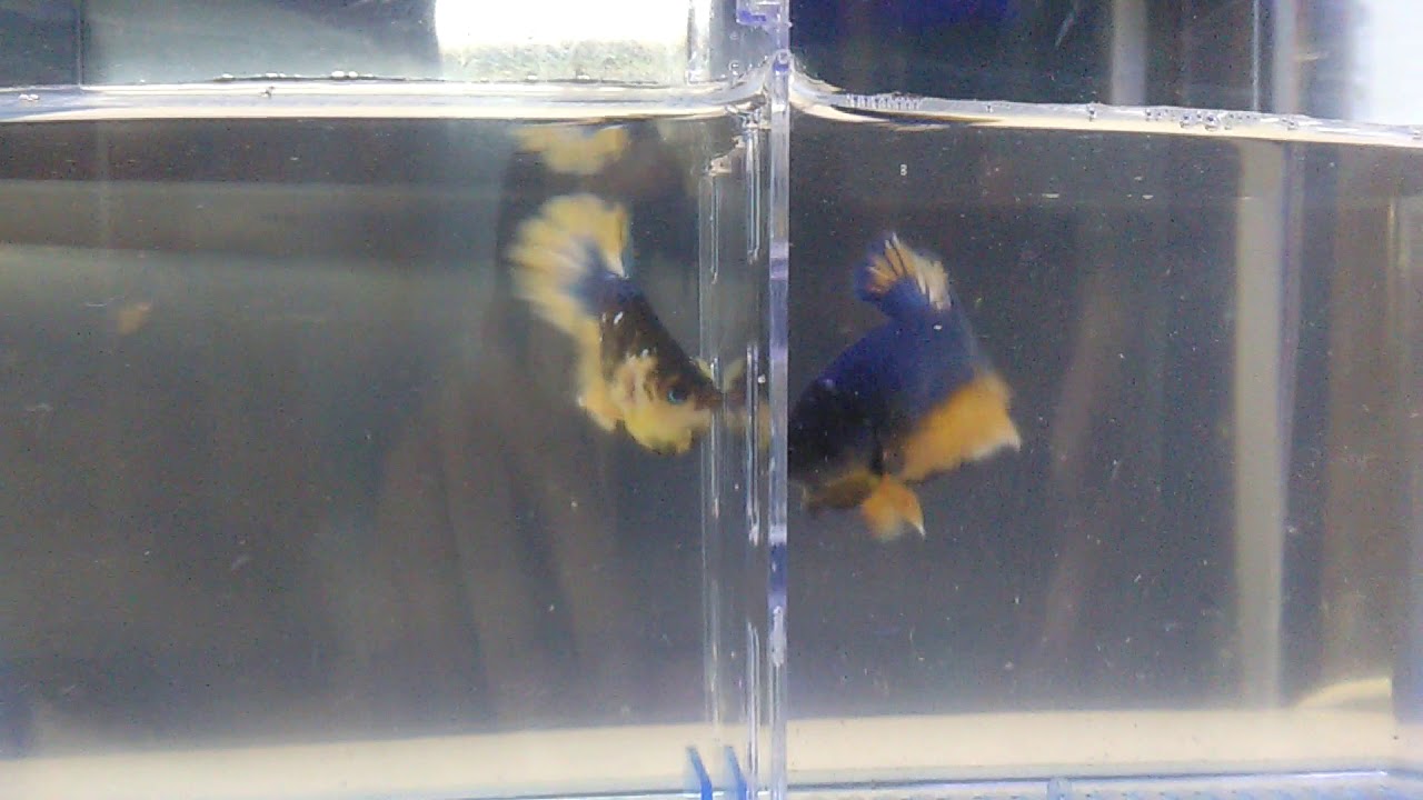 Gas and betta house double... - YouTube