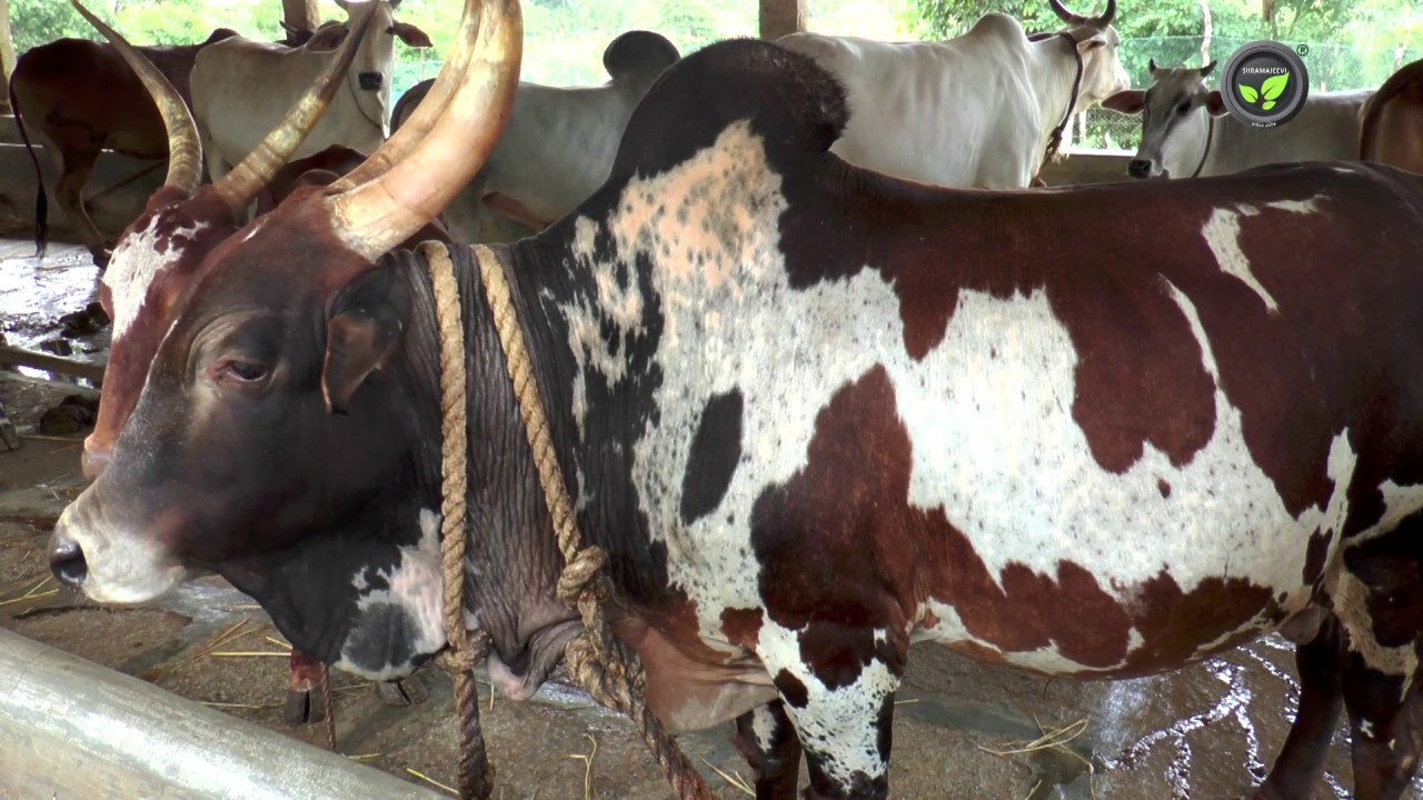 Indian Desi Cow Breed Bargur - YouTube