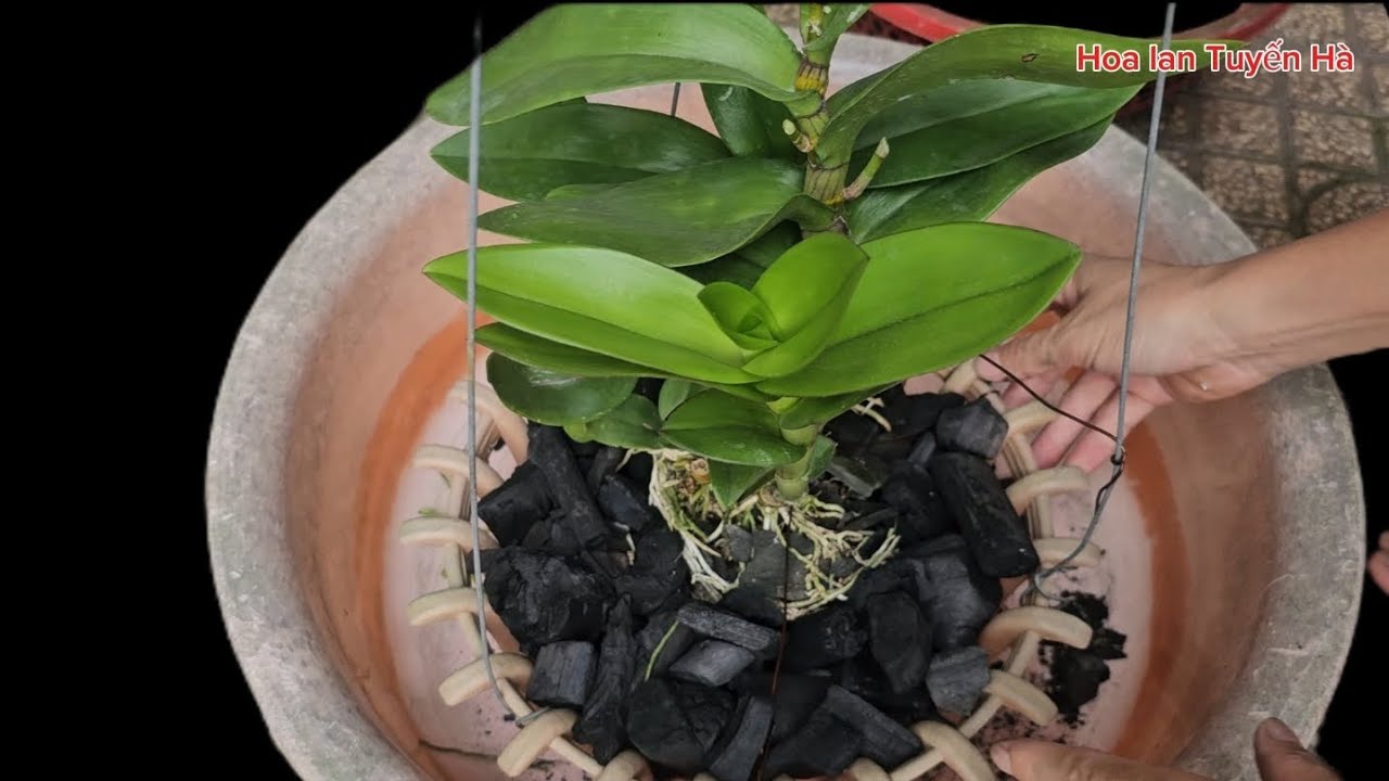 Cách trồng lan dendro có tuổi thọ cao. How to grow dendro orchids has a ...