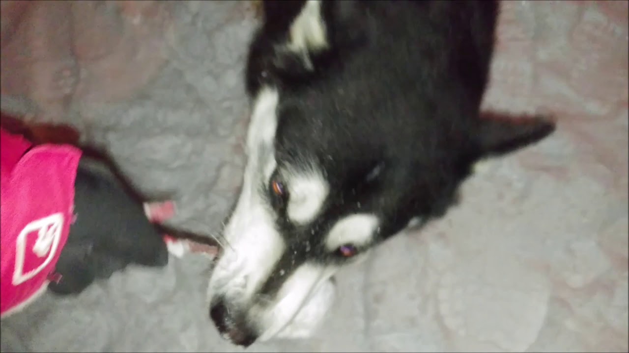After Walk Its Time For Tug Of War And Snowballs For Alaskan Malamute And Golden Retriever