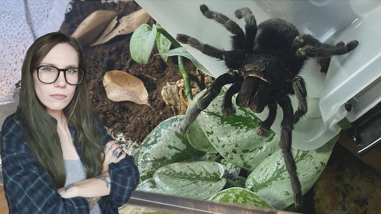 Serpa Design WHO?.. HUGE Black Velvet G pulchra Helena gets MASSIVE ...