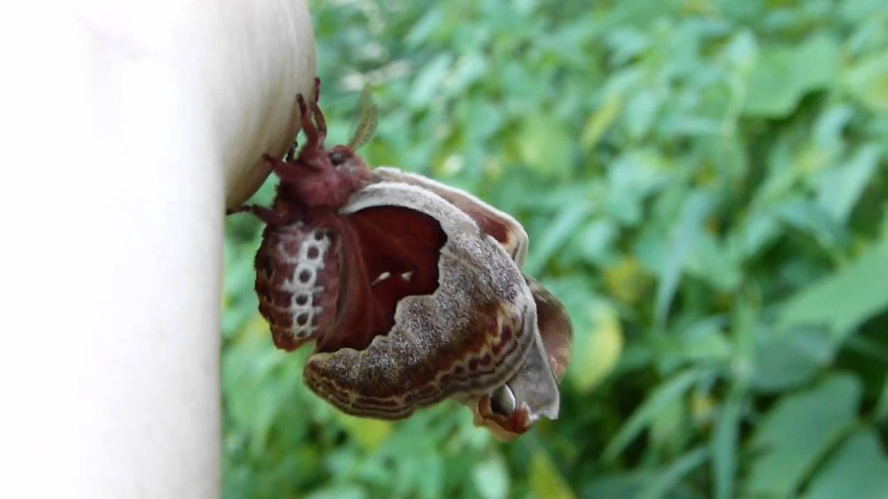 Promethea Moth (female) - YouTube