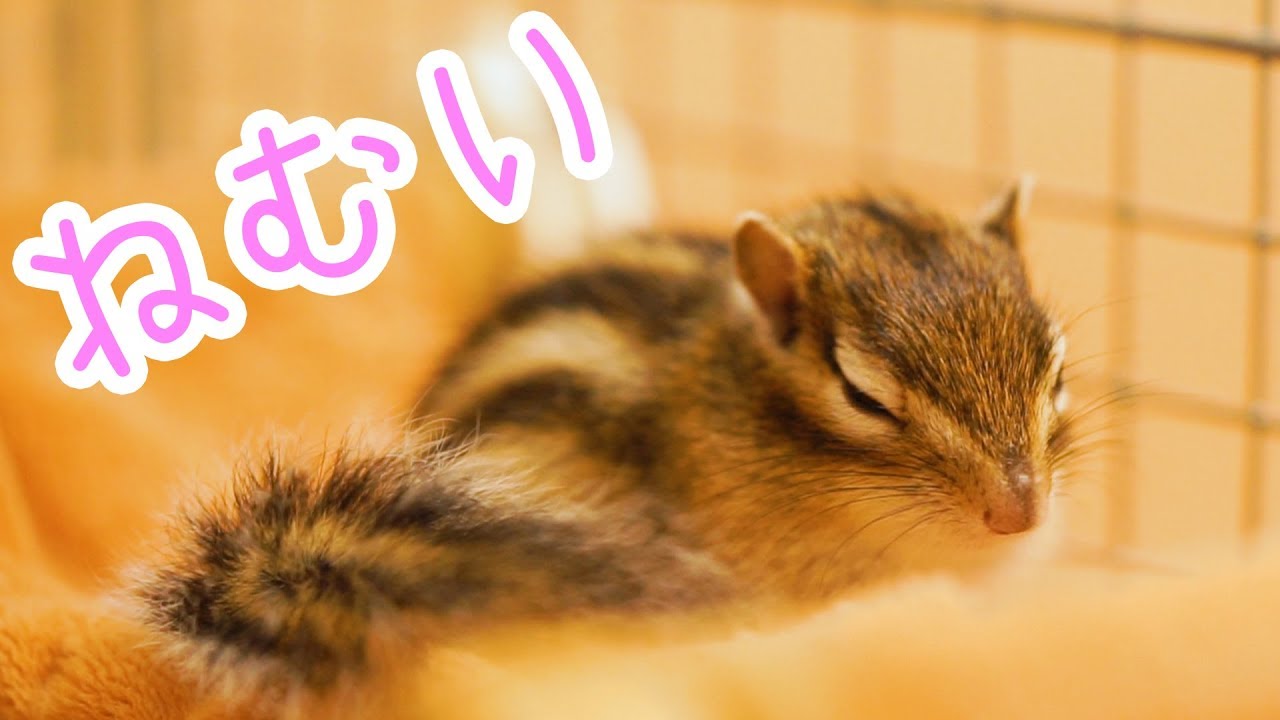 眠気をこらえるシマリスまめた/Very sleepy chipmunk.... - YouTube