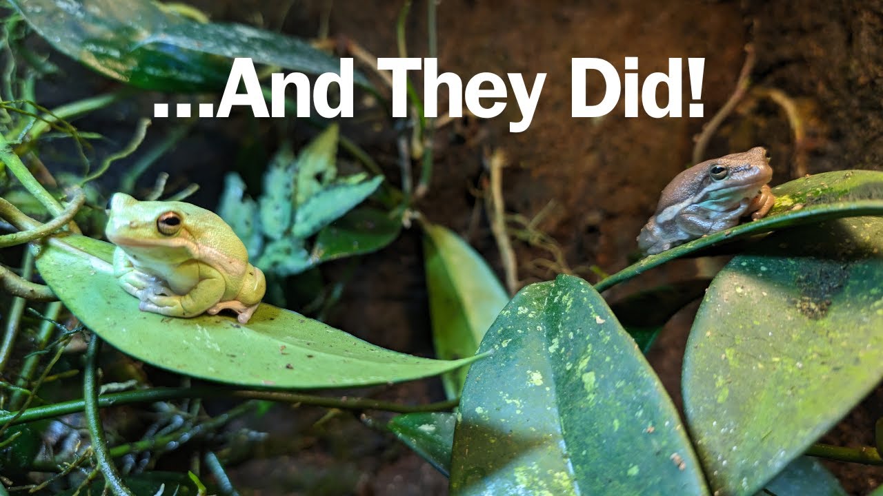 I played recordings of frog calls to see if my frogs would answer them ...