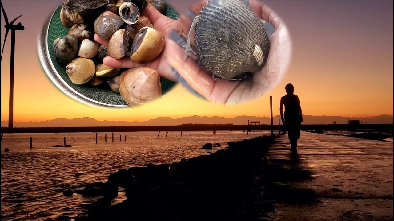 瑀爸野味-冬季撿蛤蜊Clam catching in winter/瑀爸YingziJin_110#134 - YouTube