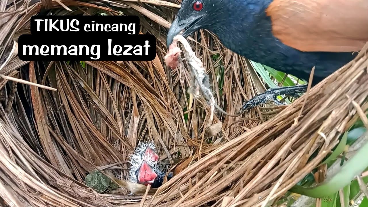 sadiss!!! tikuspun jadi korban kerakusan bayi burung bubut ganas ini ...