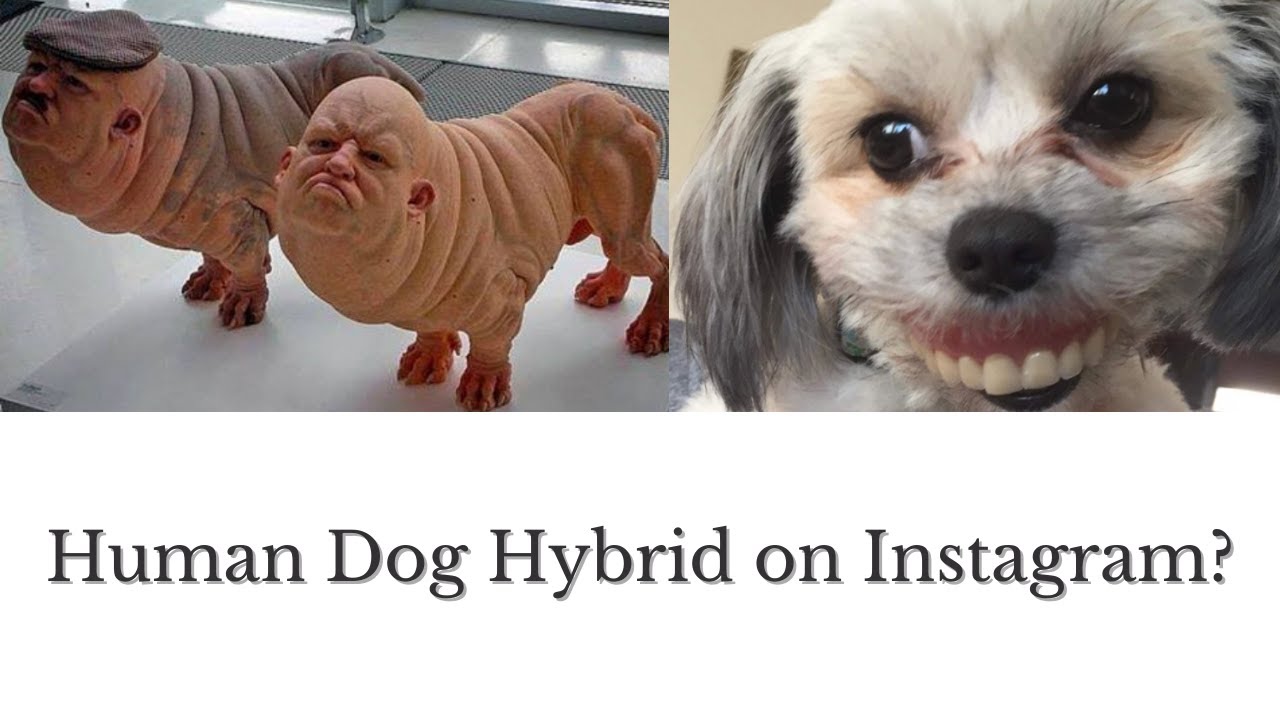 Real Human Dog Hybrid