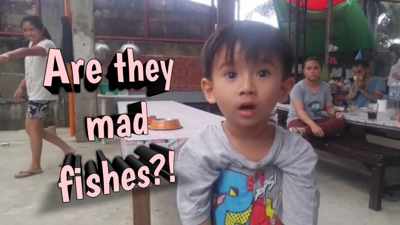 Smart Kids : Why Fighting Fish is Called Fighting Fish? - YouTube