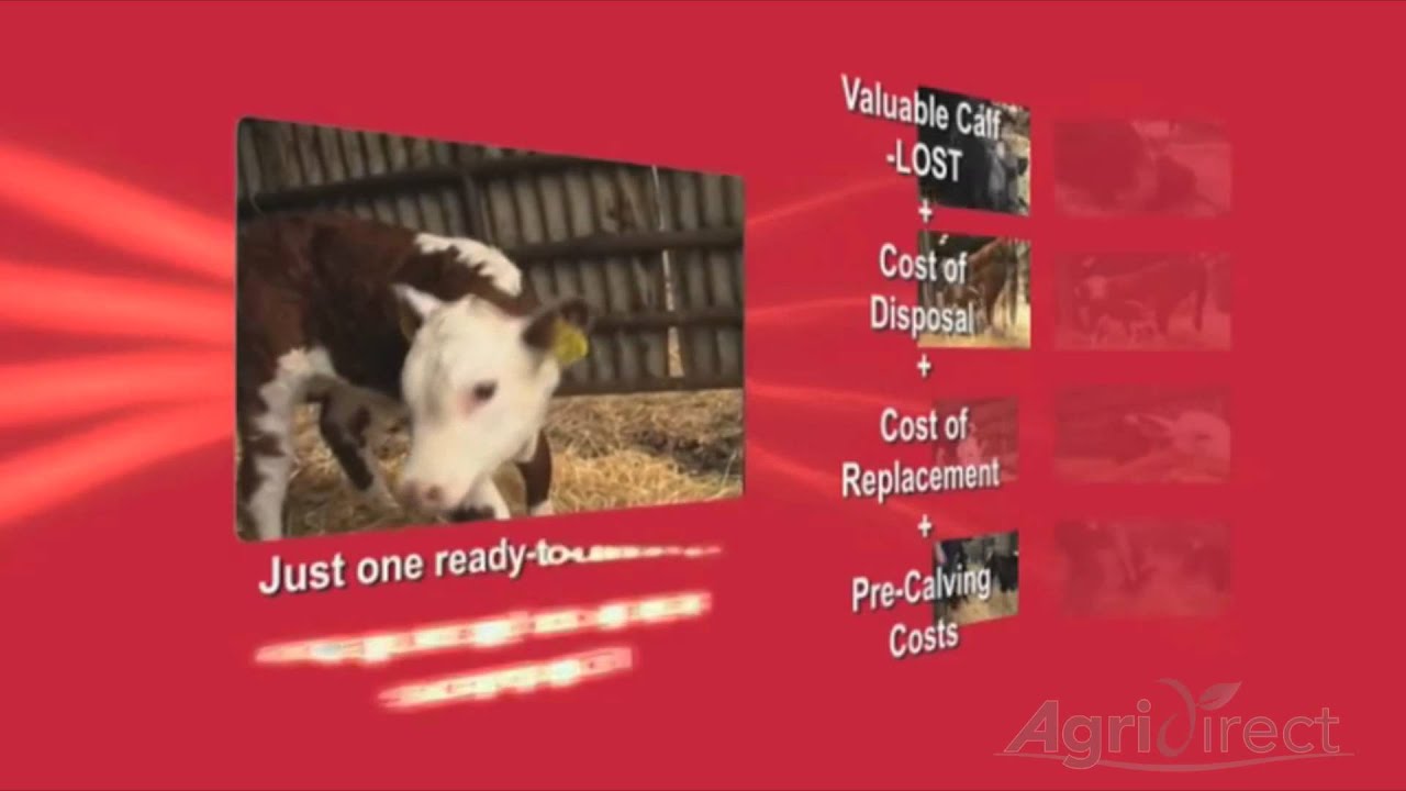 Calf Saver Now available from Agridirect - YouTube