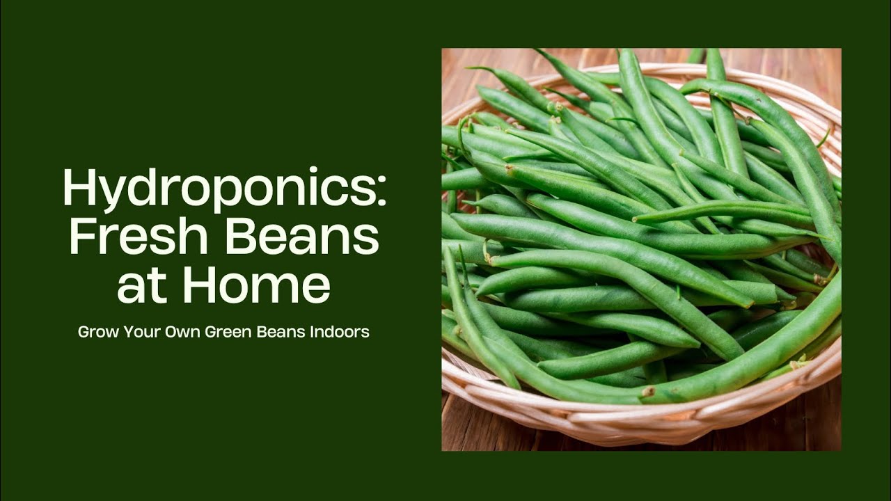 Indoor Hydroponics: Growing & Harvesting Delicious Green Beans from ...