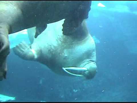 Playful Walrus and his mate -Part 2 of 2 - YouTube