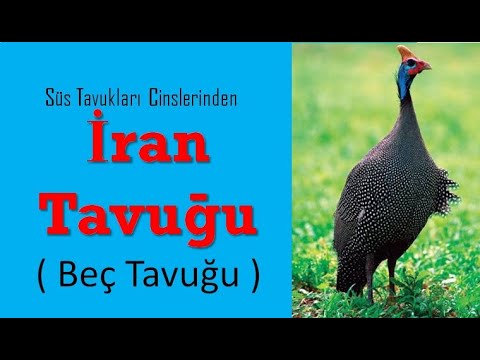 İran Tavuğu ( Bec Tavuğu ) - YouTube