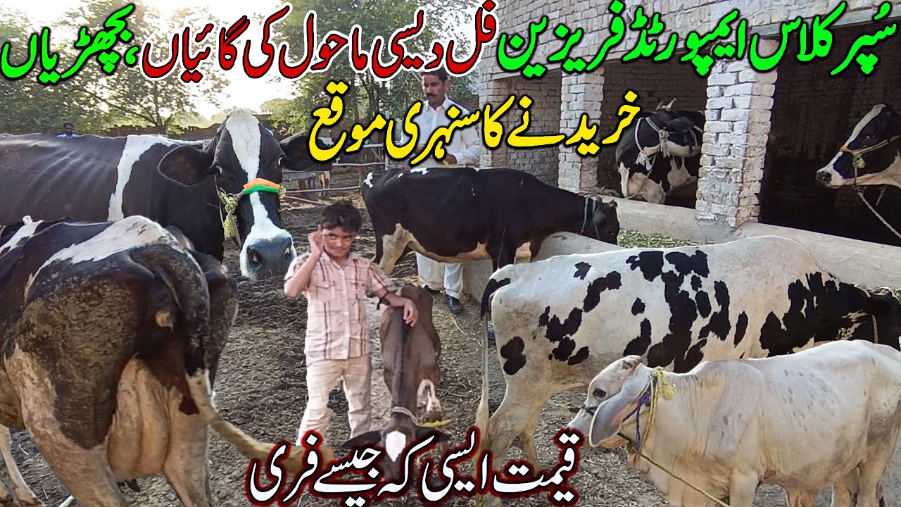 Frision Aster lion Imported Crous Cow Fore Sale / Dairy Farming ...