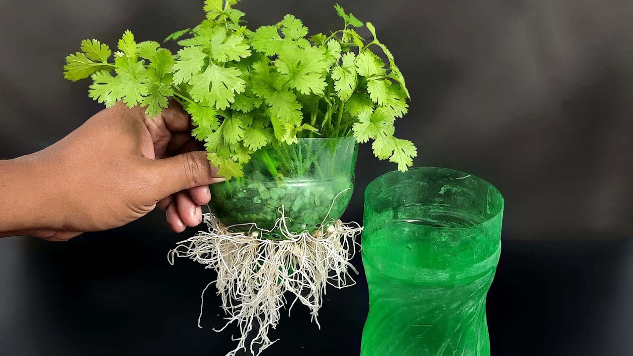 Grow coriander with this method in 7 Days - YouTube