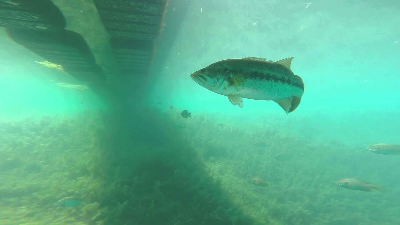 Scuba Diving - Vortex Spring - Ponce de Leon, Florida - YouTube