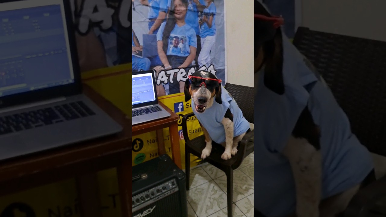 Este perro tiene flow🐶😎 - YouTube