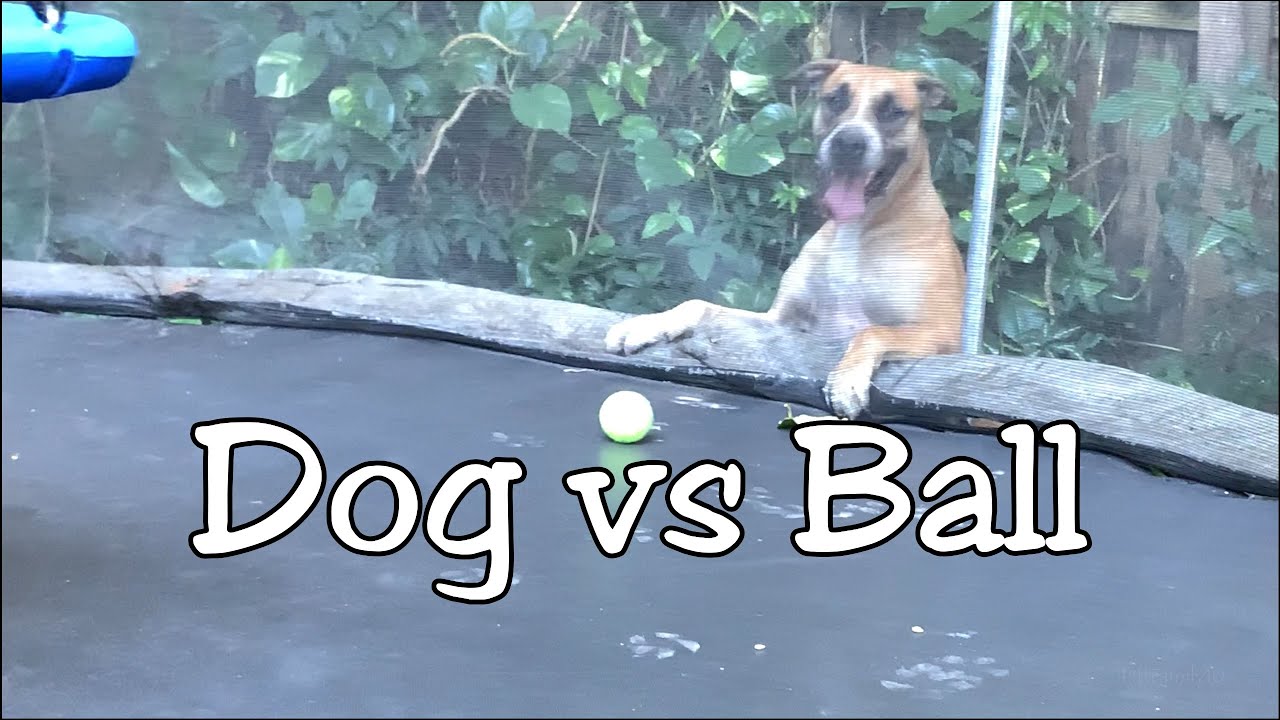 Funny Dog Fail - Dog vs Tennis Ball | Laugh out Loud - YouTube