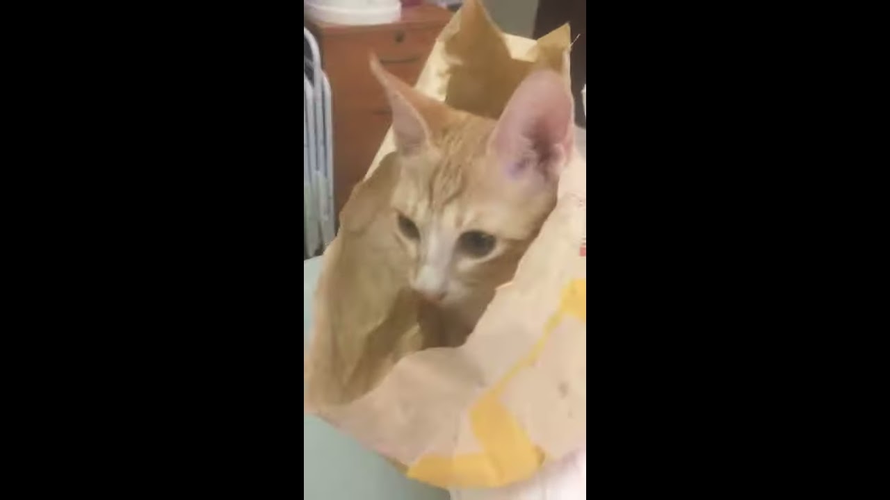SO CUTE !!! 😍My Cat’s Obsessed with Mcdonalds 🥰 Cutest Cats Video - YouTube