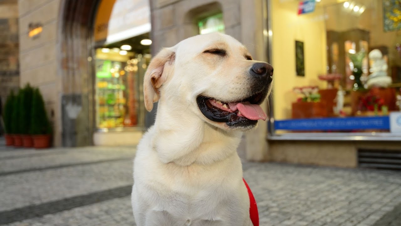 Can Labrador Retrievers Live Happily with Other Pets? - YouTube
