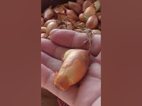 Купил лук севок Халцедон - YouTube