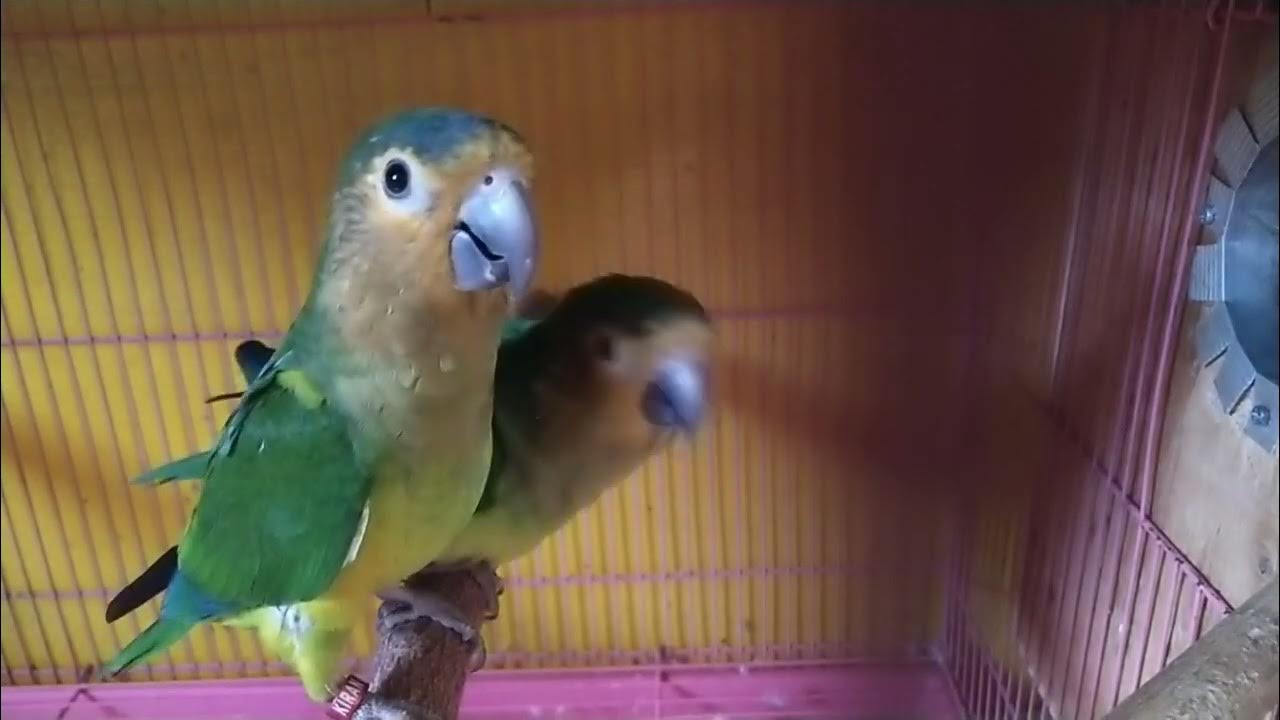 Talking conures - YouTube