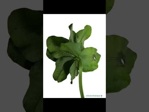 [CLOVER] photo collection page 149 Nine-leaf clover 210703 L9 Link ...