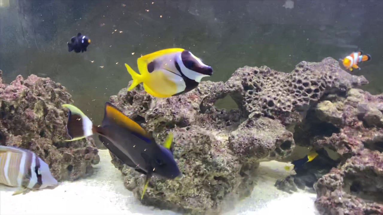 CHEAP saltwater tank filter diy using rubbermaid drawers - YouTube