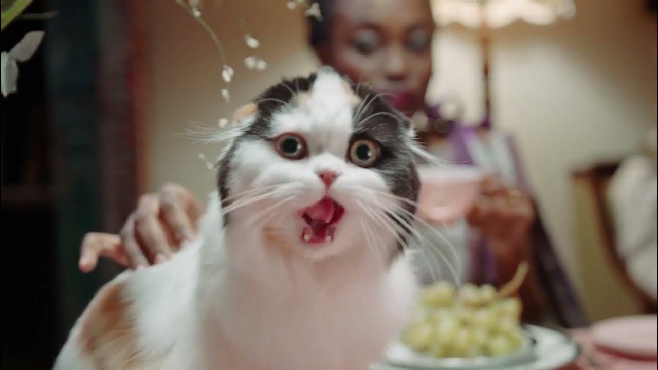 New Hilarious Clumsy Cats Compilation - YouTube