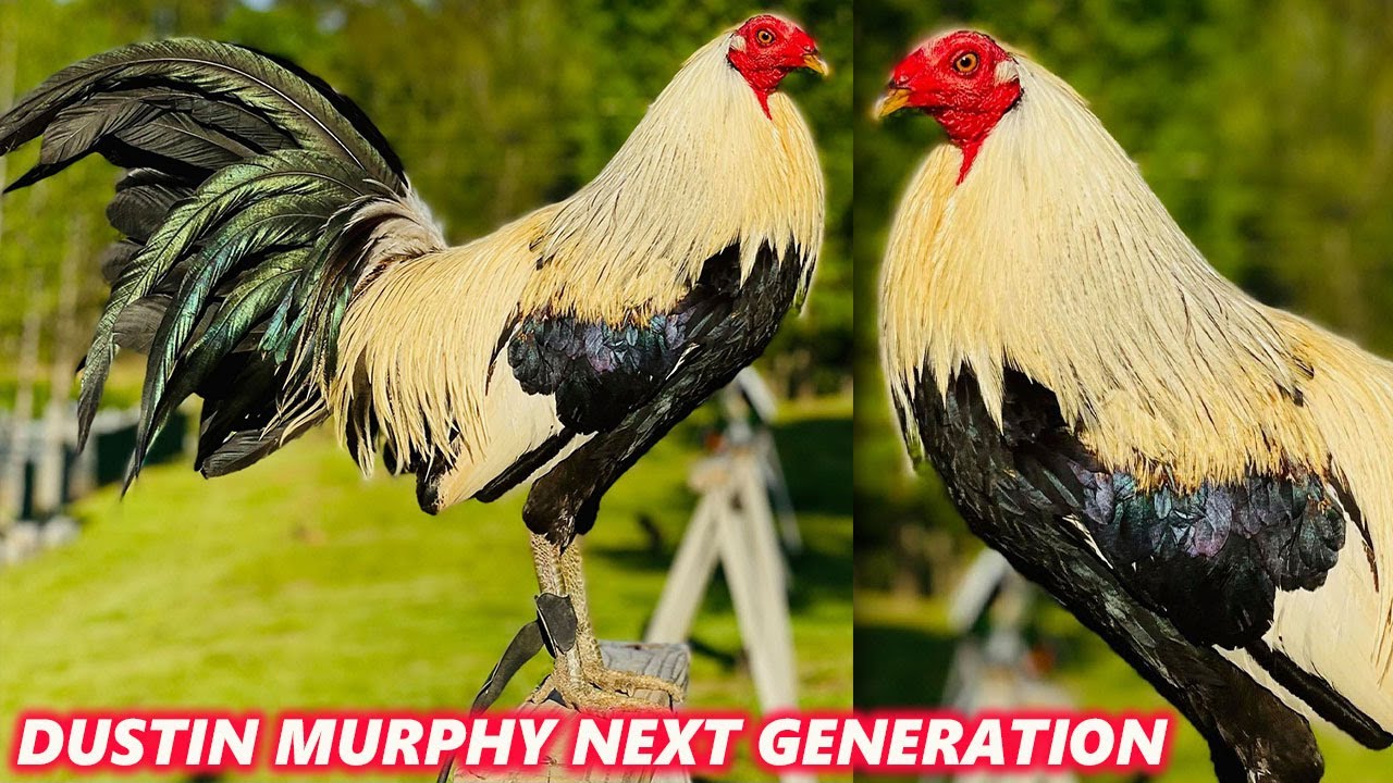 Dustin Murphy Next Generation Grey McLean Kelso Hatch - Beautiful Birds ...