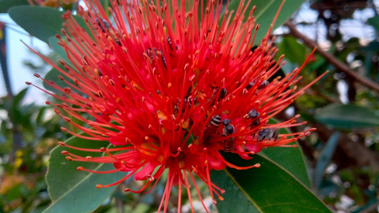 Bee Friendly Blooms - First Love Plant ( Xanthostemon chrysanthus ...