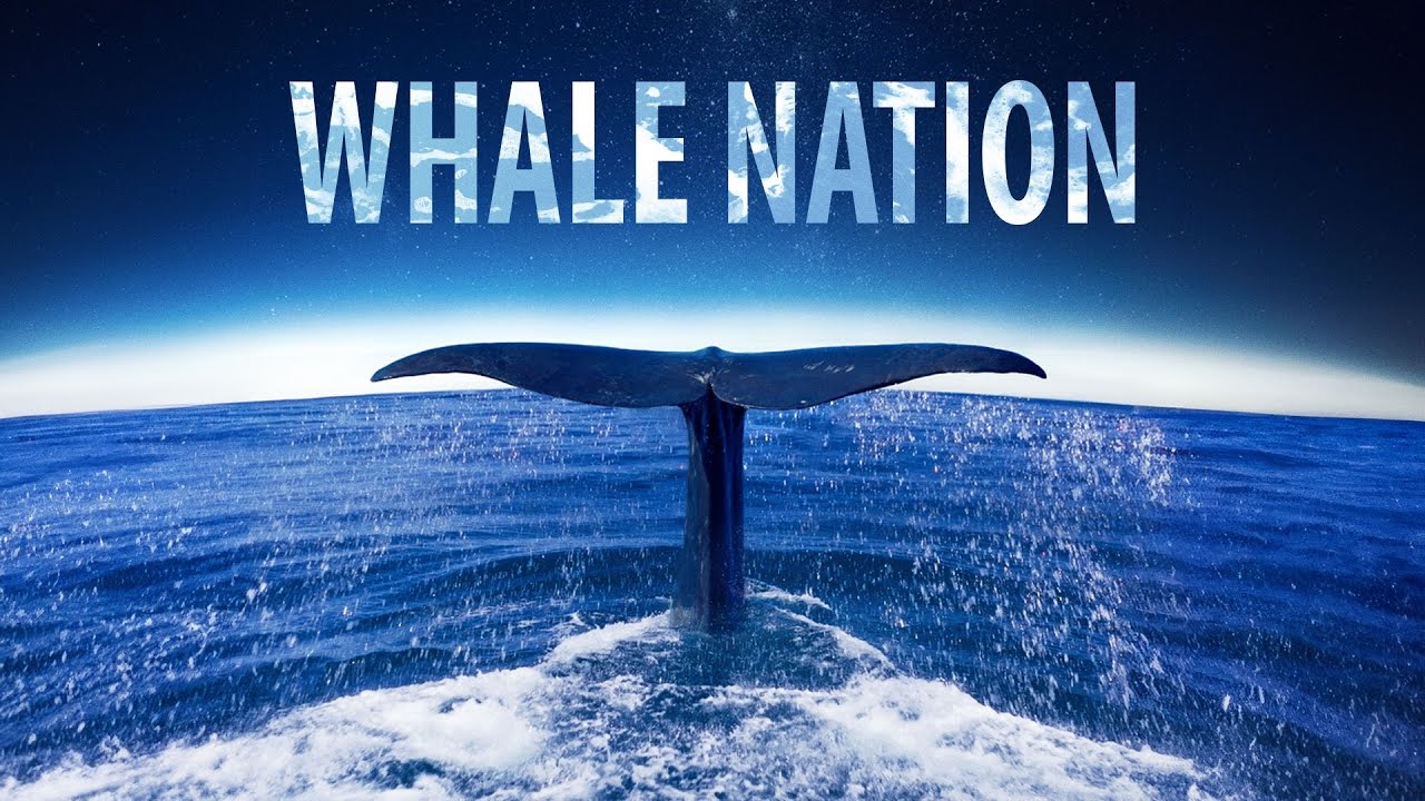 WHALE NATION | Official Trailer | In Cinemas 15 Feb | Celebrate World Whale Day - YouTube