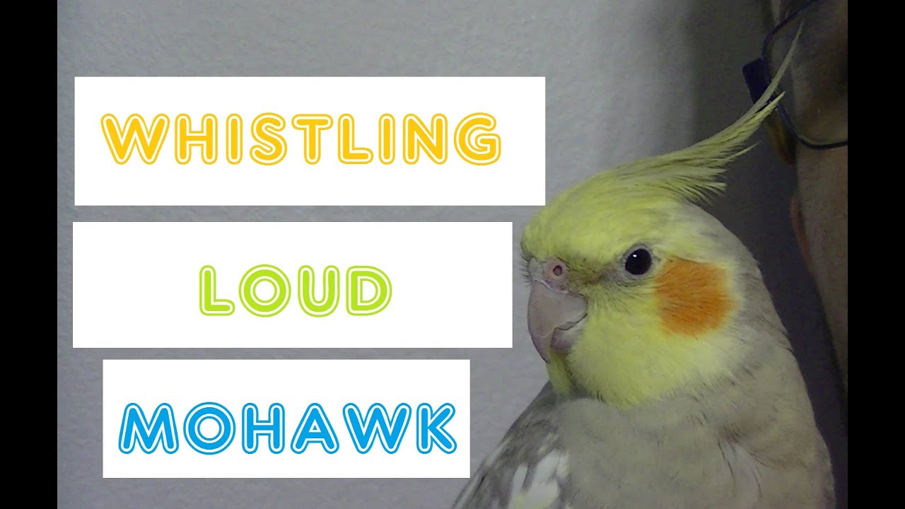 Happy Cockatiel Whistling loud 'BUDGIE WHISPERER' - YouTube