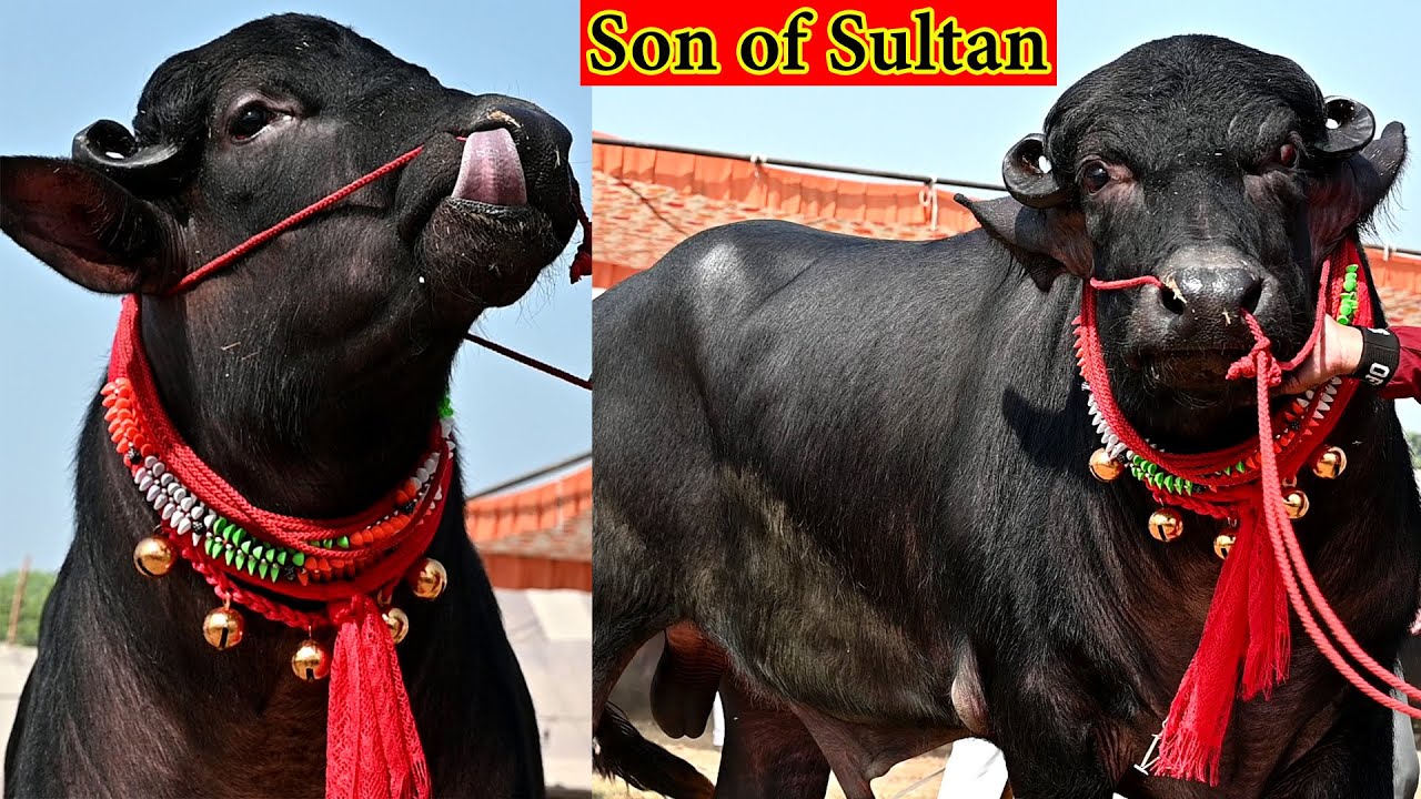 सुल्तान का बेटा I SON OF CHAMPION MURRAH BULL SULTAN FOR SALE I MURRAH ...