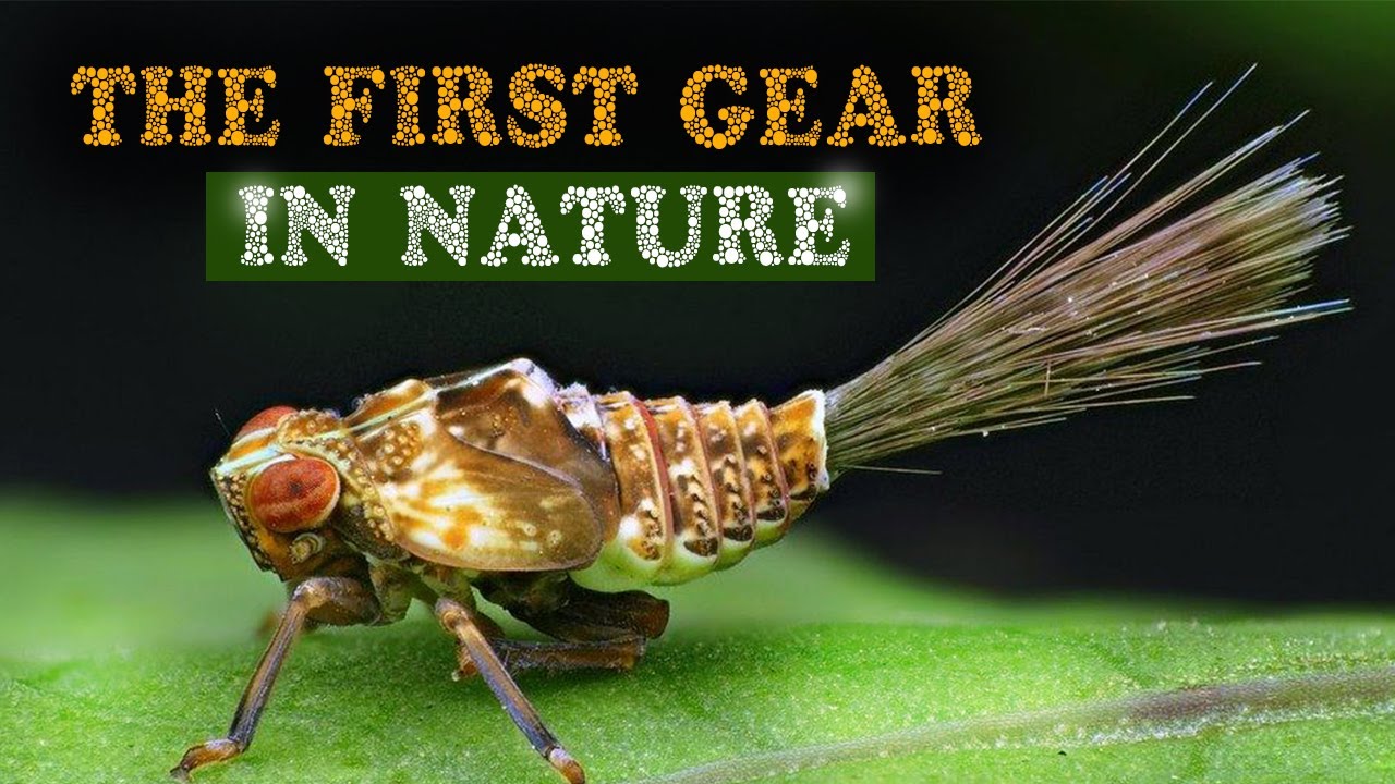 The First Gear in Nature | Signs Global - YouTube