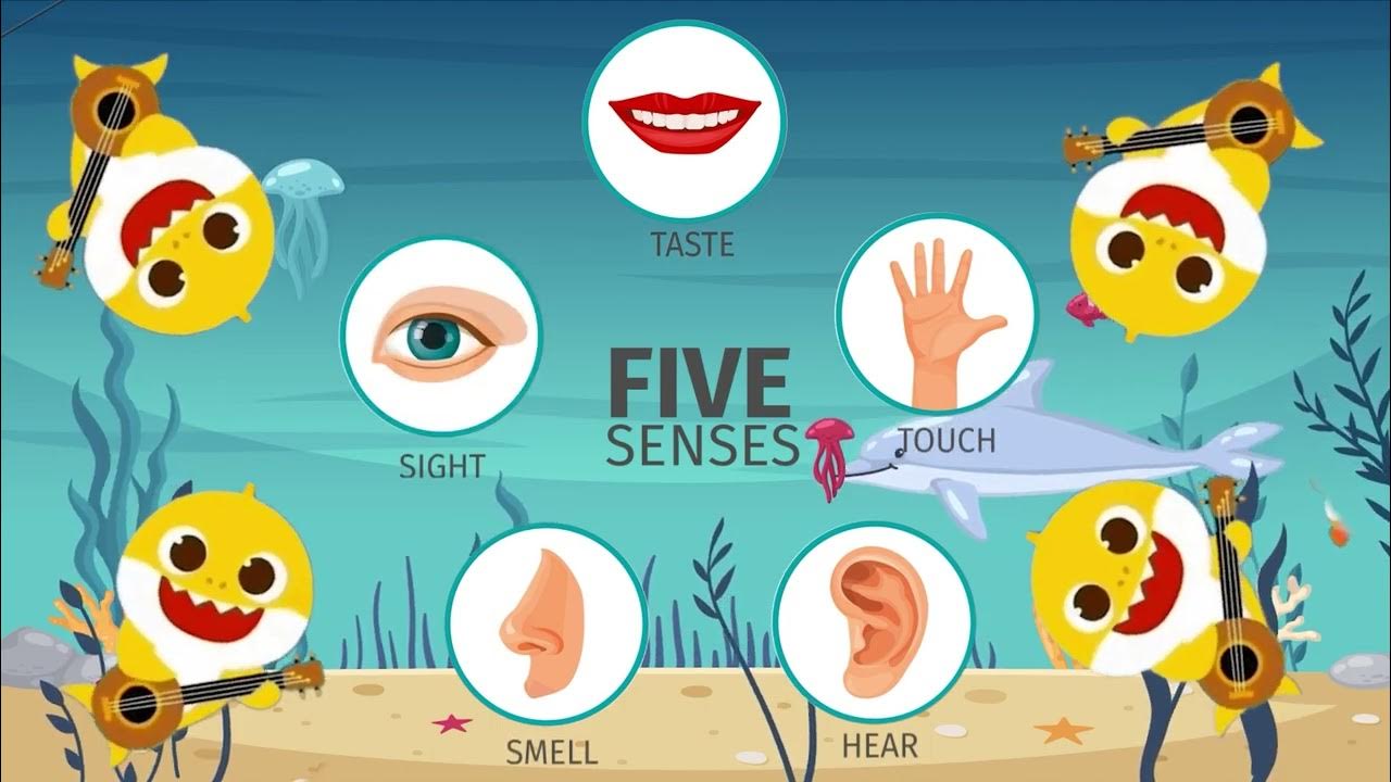 Five Senses Song |Learn Five Senses| Educational Rhymes | Kids Songs ...