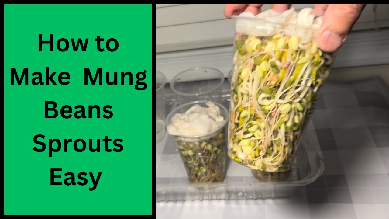 Mung Bean Sprouts | Sprout Mung Beans Easy at Home | - YouTube