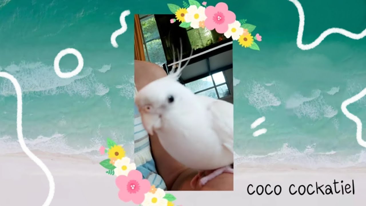 Ouch! โอ๊ยเจ็บ! |coco cockatiel - YouTube
