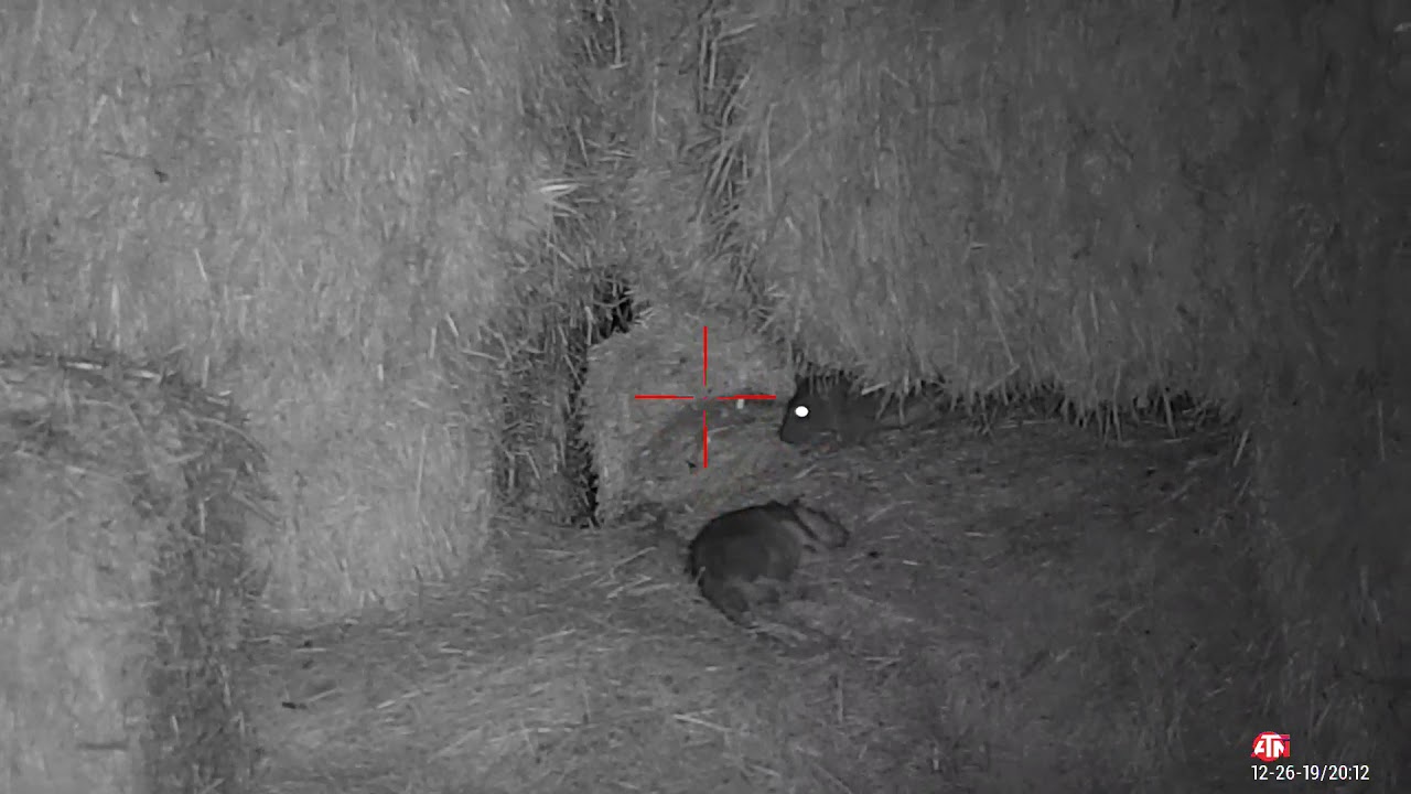 Holiday Rat Smack - YouTube